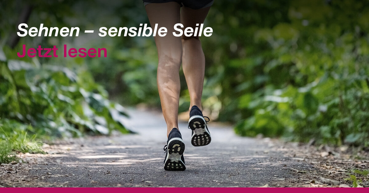 Sehnen – Aufbau und Funktion einfach erklärt